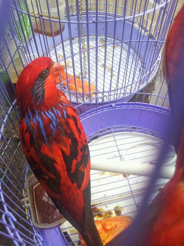 Jenis-Jenis Burung Nuri yang Terancam Punah | HOBI BURUNG KICAU