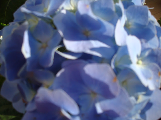 Mon Belle Jardin: Arranjo de Hortênsias