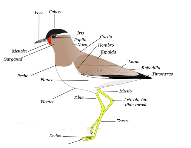 Aves Bonaerenses: Anatomía de un ave