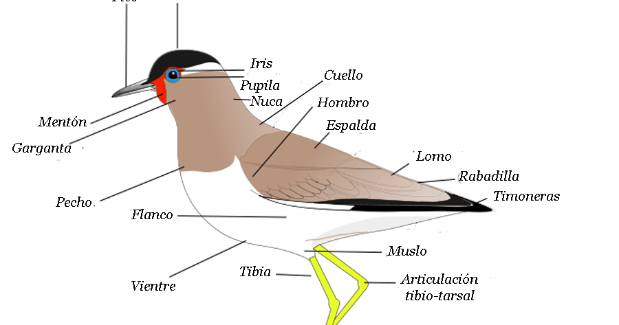 Aves Bonaerenses: Anatomía de un ave