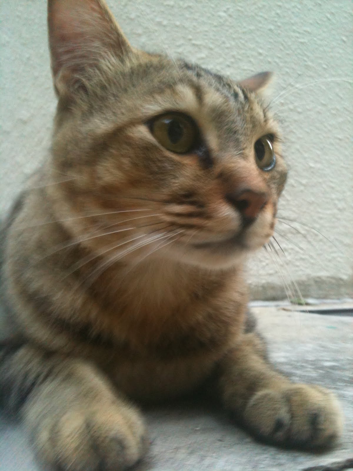 Singapore Community Cats: A handsome Agouti Community Cat