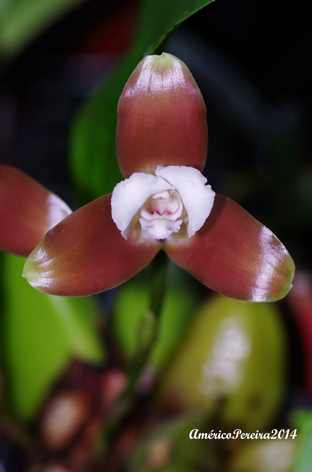 Orquídeas soltas: Lycaste macrophylla