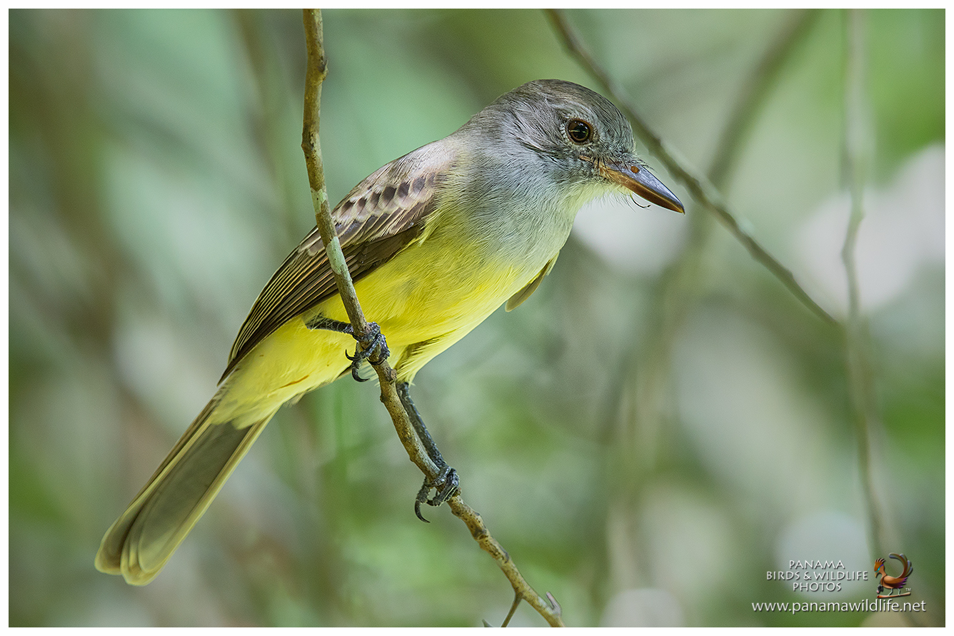 A visit to Summit Park (Parque Municipal Summit) Pt. 2