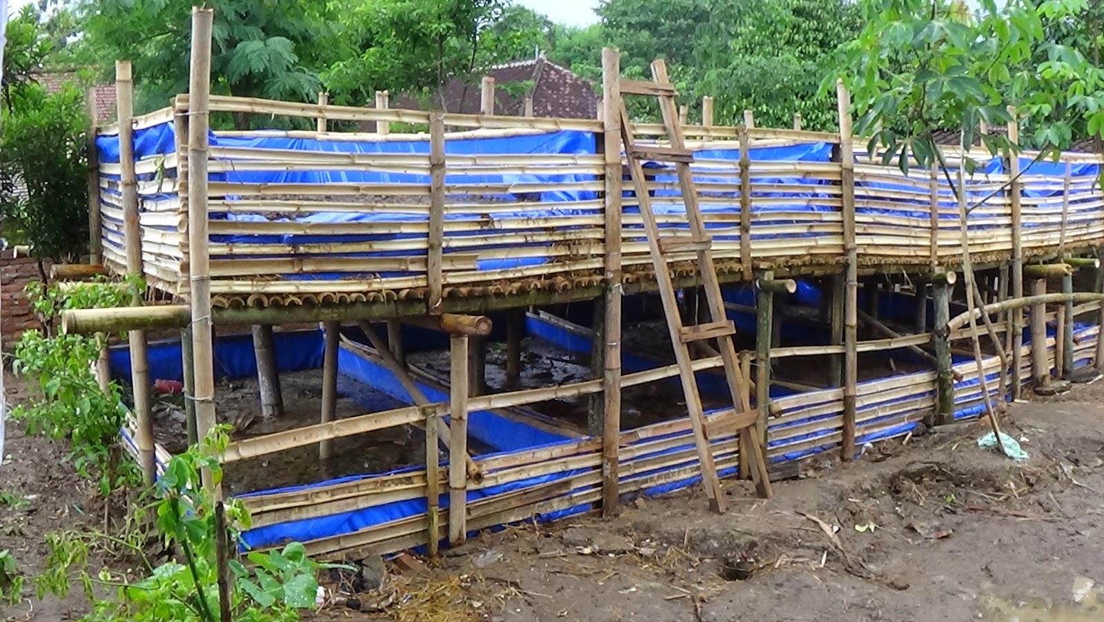 Trik And Trik: Budidaya Belut Dengan Sistem Bertingkat