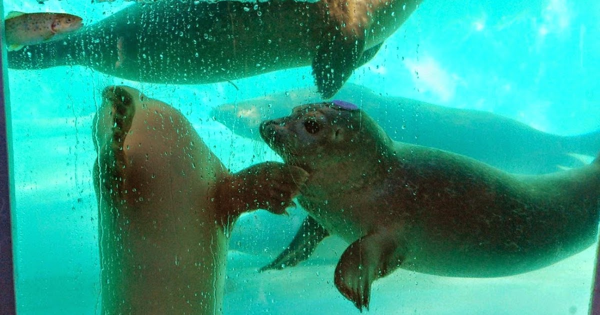 Progressive Charlestown: Last seal release in Charlestown for 2016 Progressive Charlestown: Last seal release in Charlestown for 2016