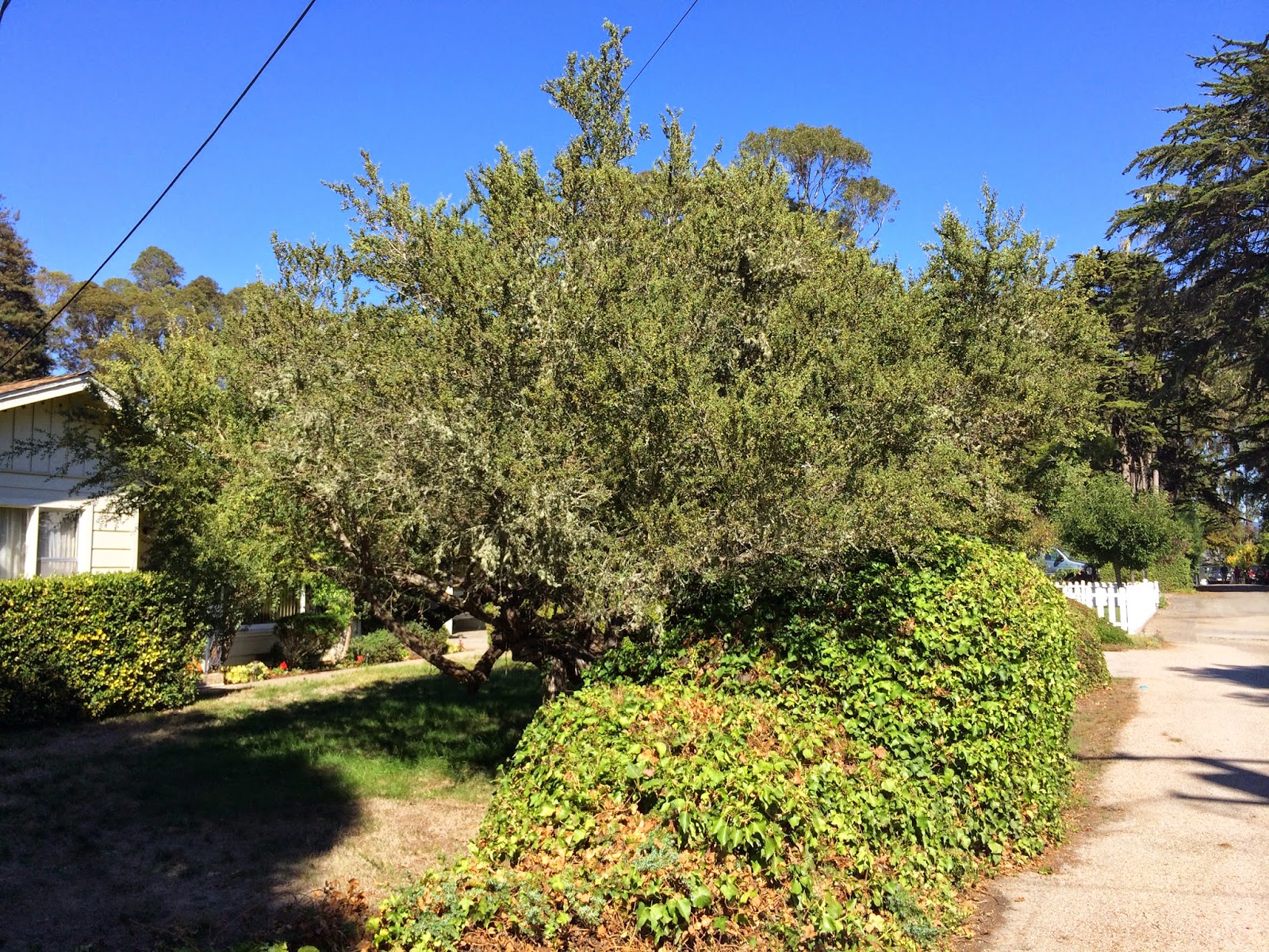 Trees of Santa Cruz County: Leptospermum laevigatum - Australian Tea Tree