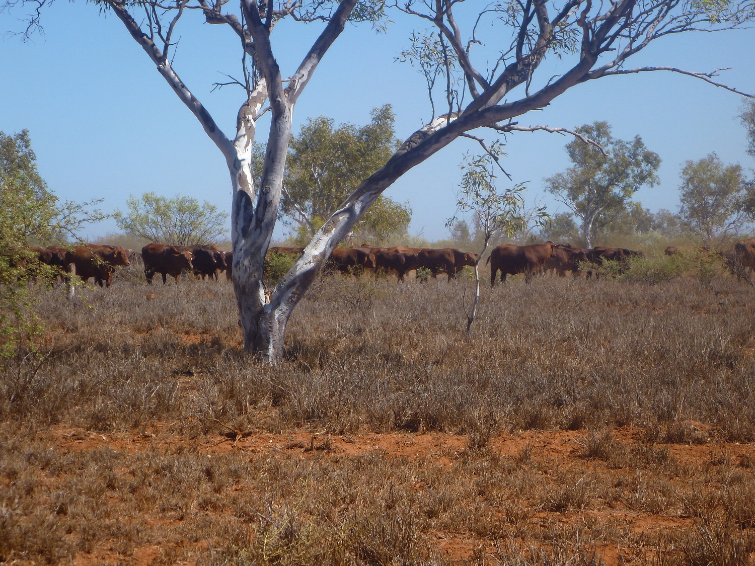 Steve and Dee's Australian tour: Muster -Minderoo Station. Onslow.