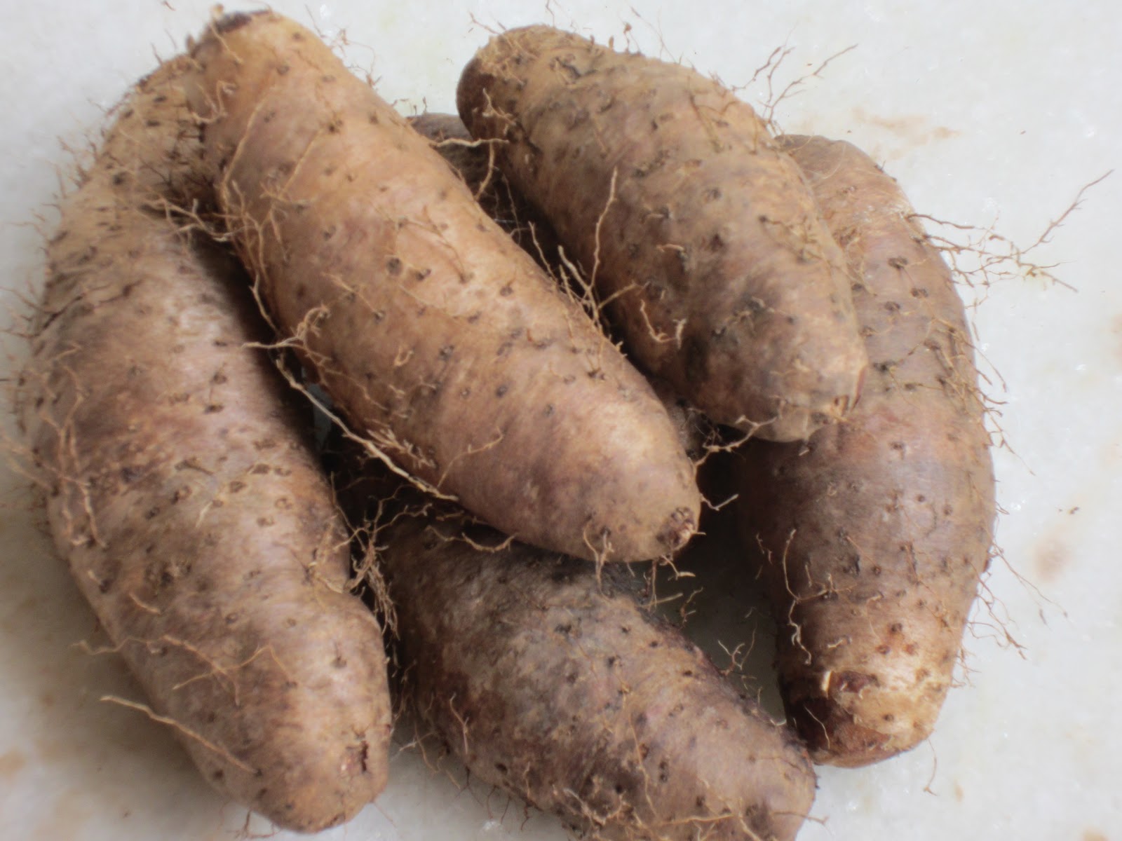 Dioscorea esculenta - khoai từ