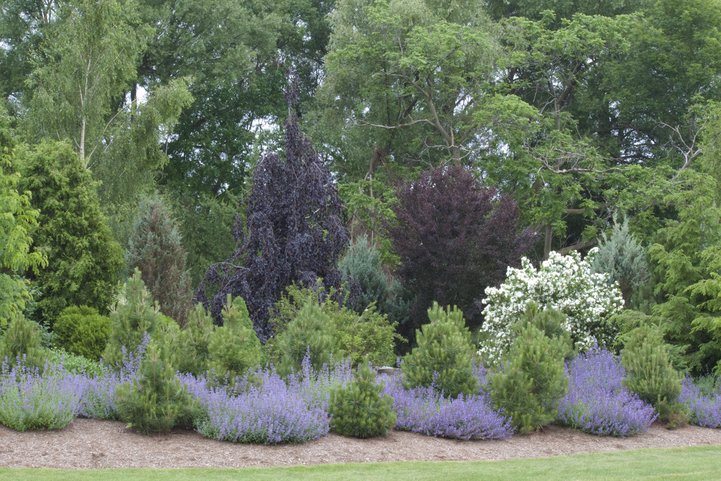 Prayer Gardeners blog: Catmint Is Great for the Garden Border