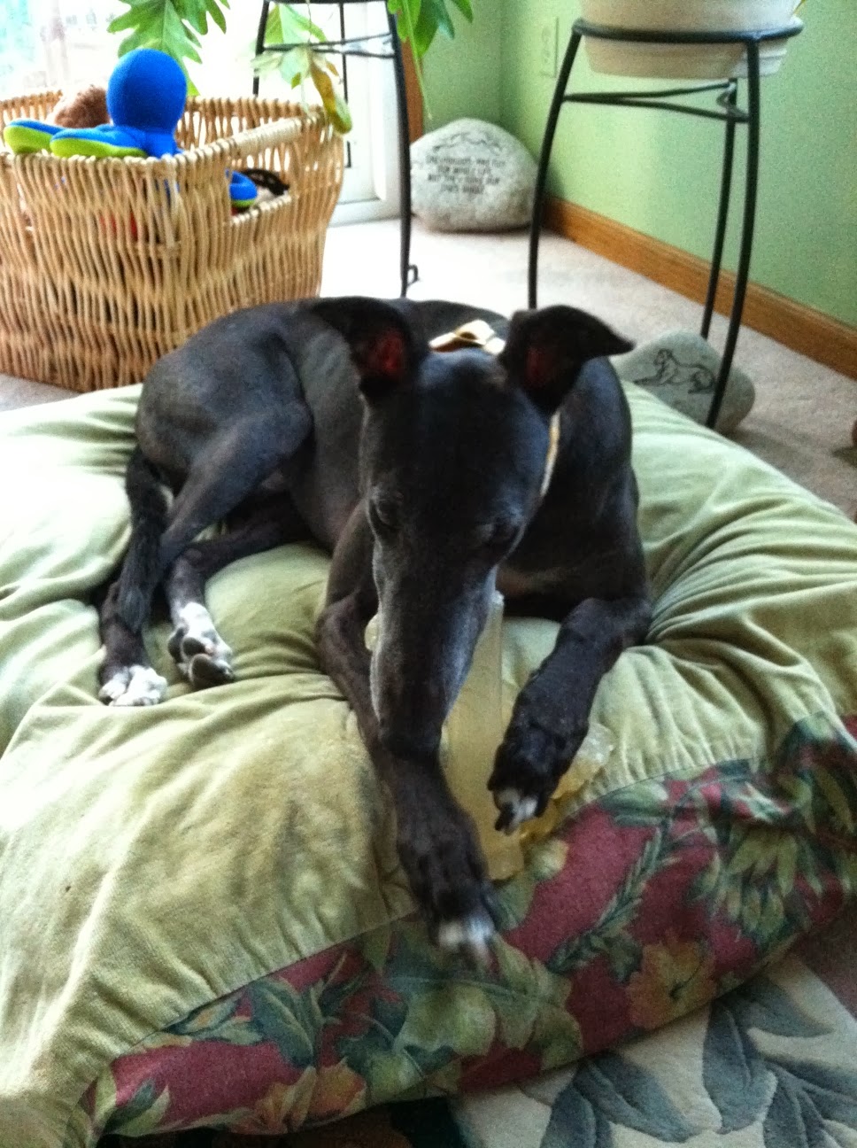 Northern Lights Greyhound Adoption Dog Blog: Amazing Greyhound Ears
