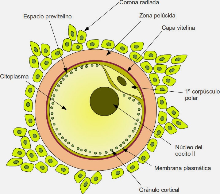 EL PROFE LÓPEZ: GAMETOGÉNESIS