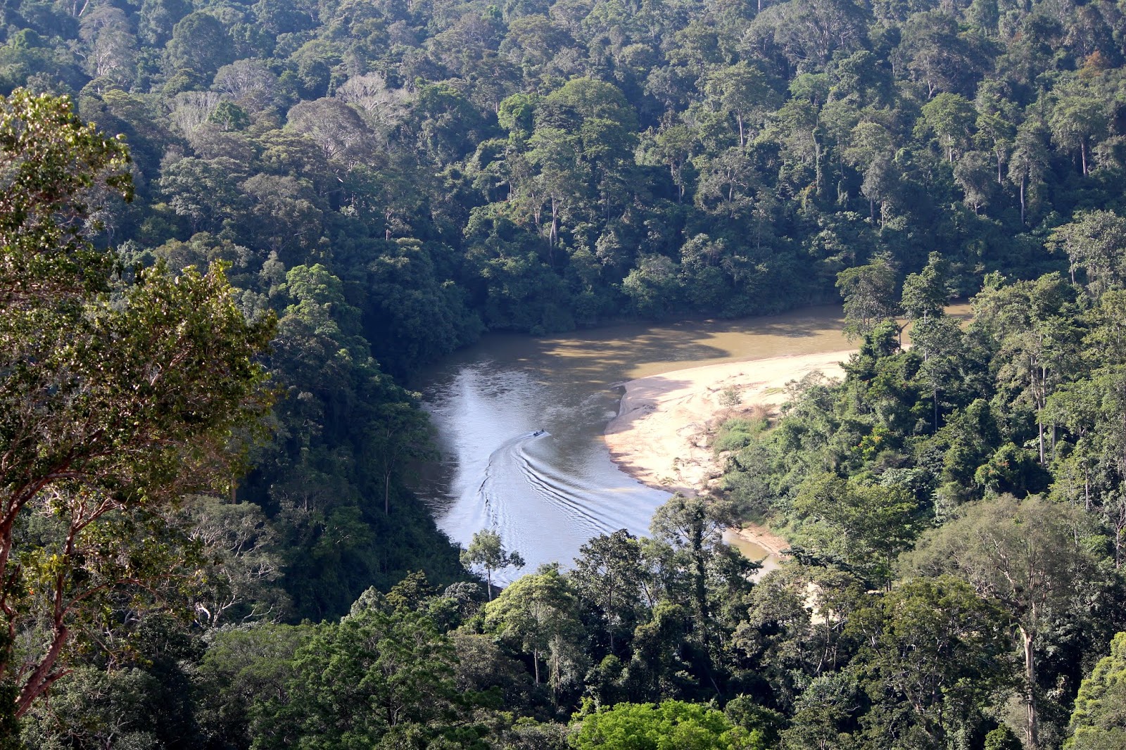 BIRD GROUP TAMAN NEGARA: Beautiful forest @ Tembeling Hornbill Valley ...