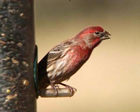 "Bird Poop" of north Texas: The eastern House Finch is the one we see ...