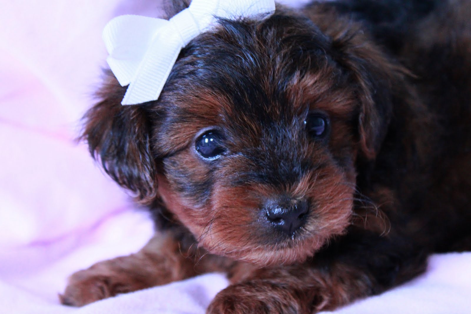 Country Acres Puppies