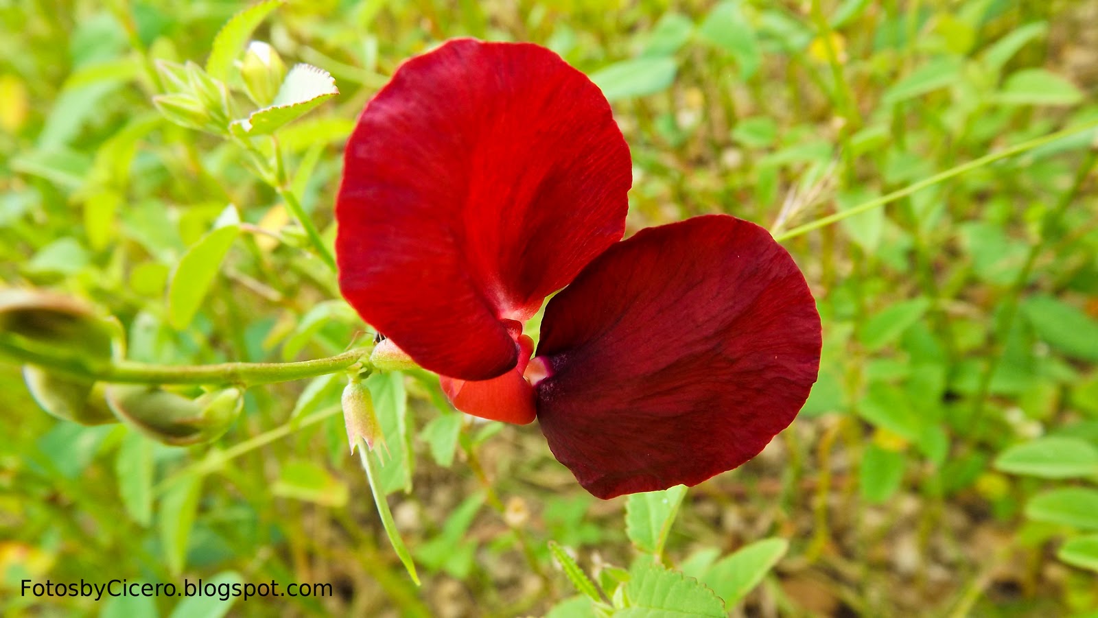 Fotos by Cicero: Natureza - Flores Sertão