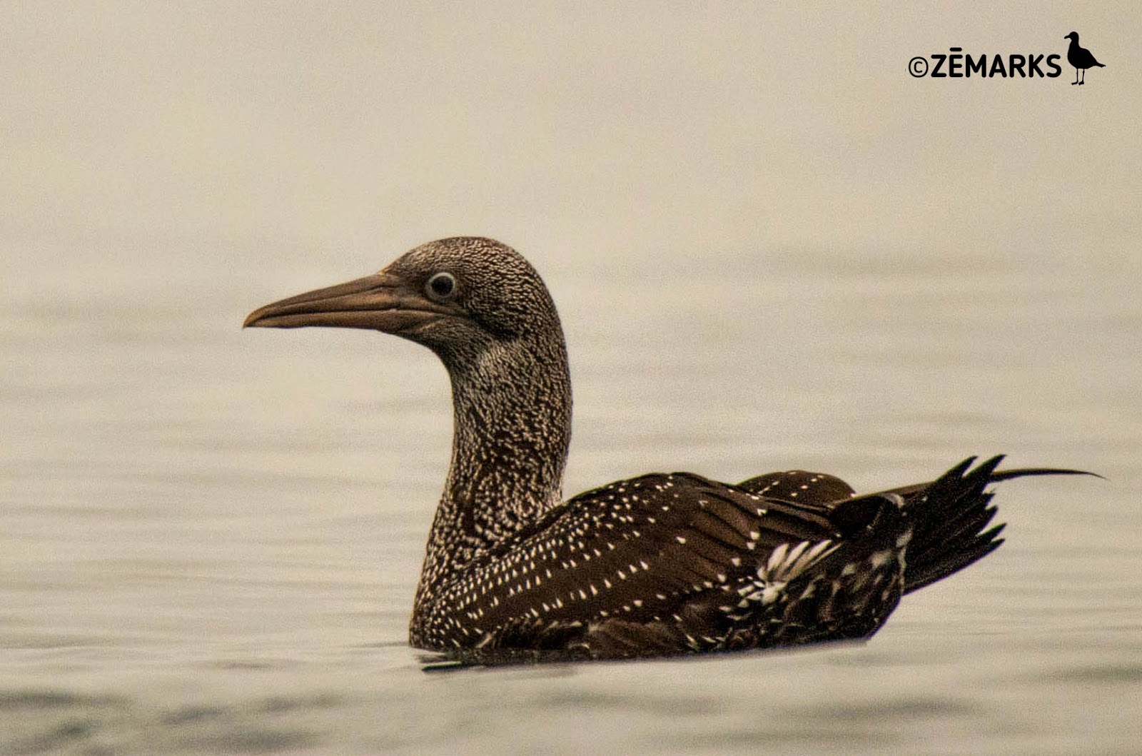 Seabirds Portugal: Alcatraz | Albatroz
