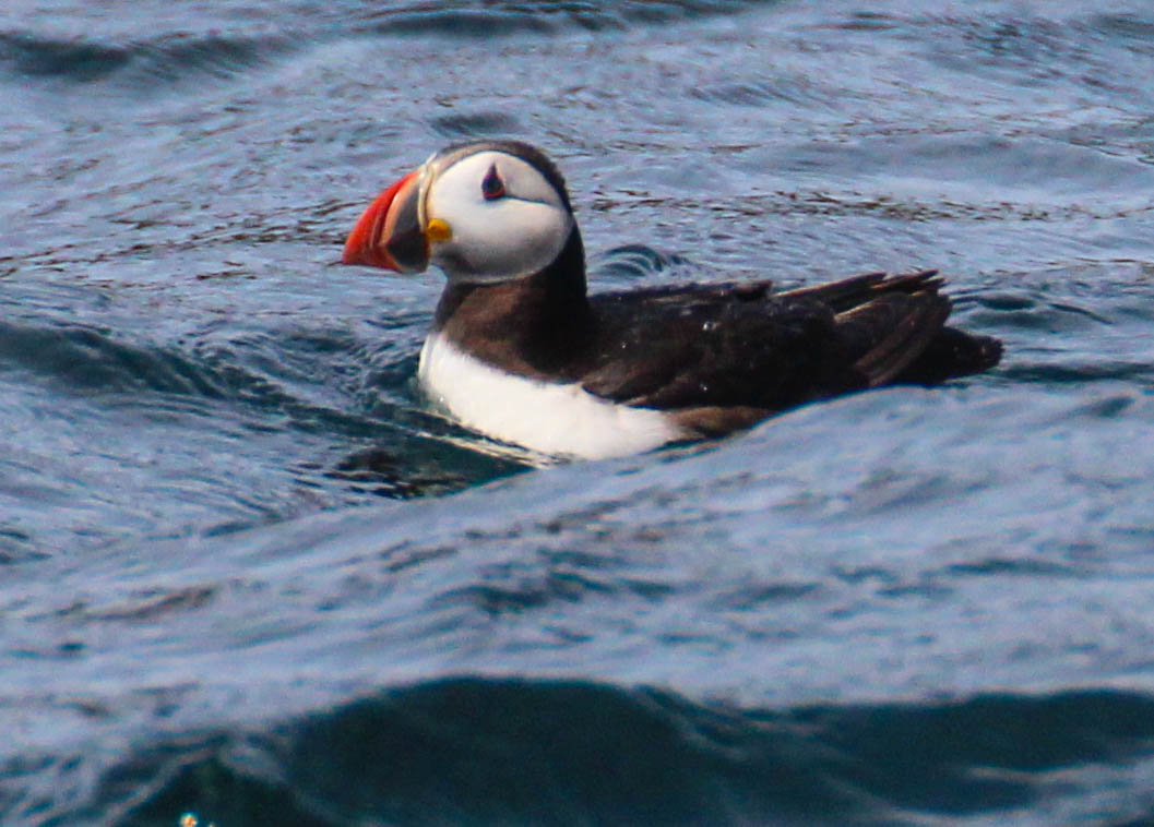 Cannundrums: Atlantic Puffin