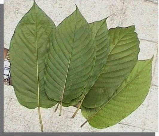 #Macammacamhal: Daun ketum diwarta di bawah Akta Dadah Berbahaya