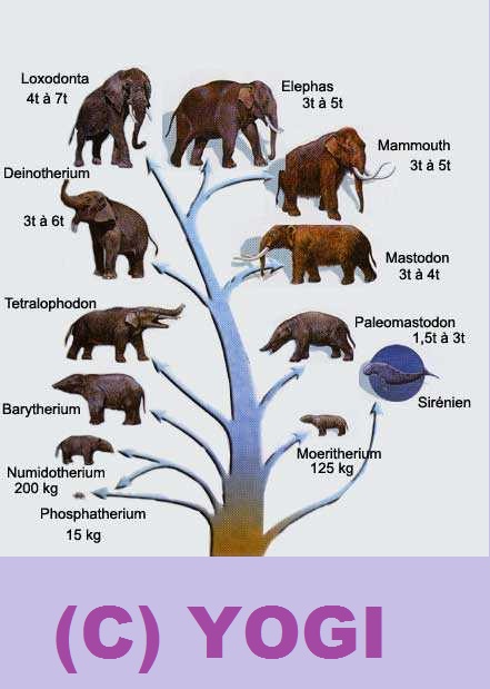 Yogi-Land for Wildlife (Nature and Wildlife Conservation): 2017