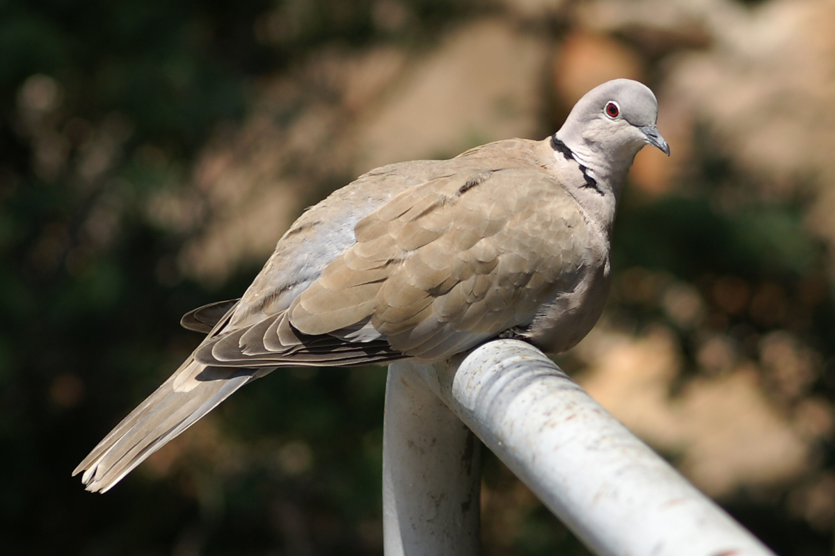 Mis amigas las palomas: Fotos especies de palomas exóticas (preciosas ...