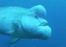 ANIMALES EN GRAVE PELIGRO: PEZ GOTA