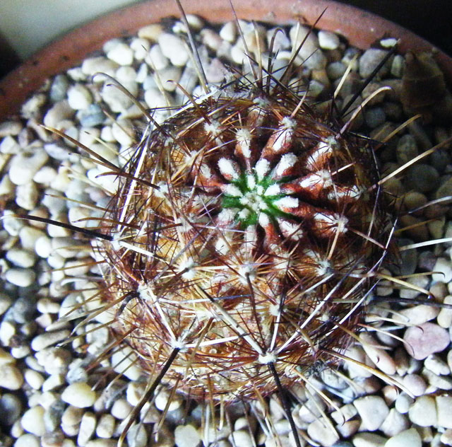 Y a pesar de todo, los cactus son luchadores natos por la supervivencia