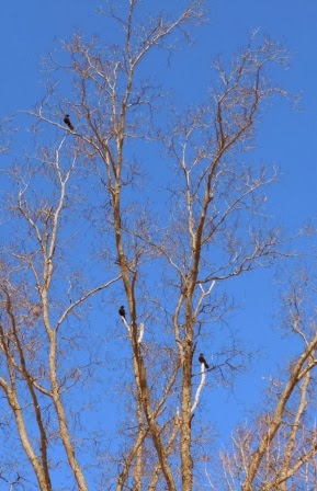 Wander... Ponder... Poems & Pix: Contempt of Crows