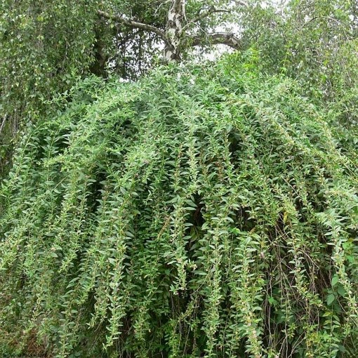 Future Plants by Randy Stewart: Box-Thorn, Gojiberry & Wolfberries