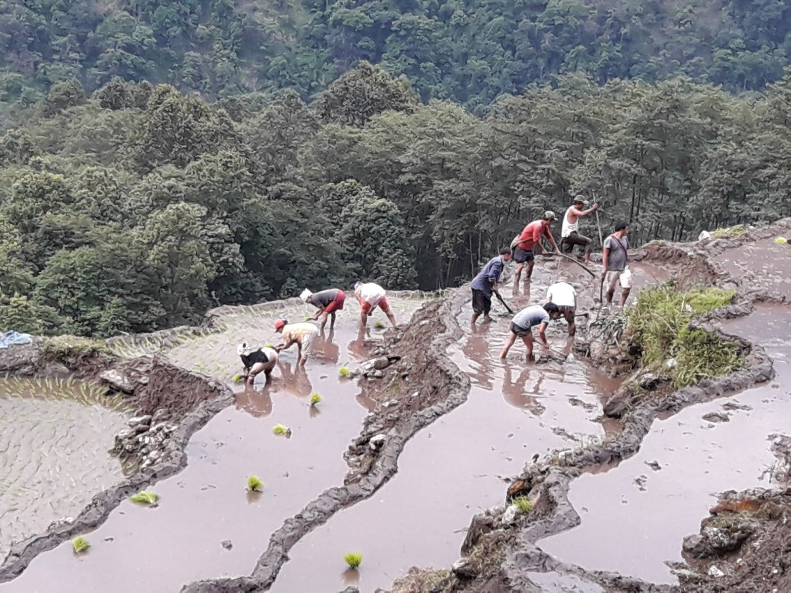 Final manual transplanting of rice