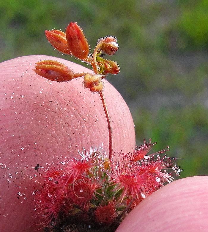 Esperance Wildflowers: Drosera nitidula - Shining Sundew