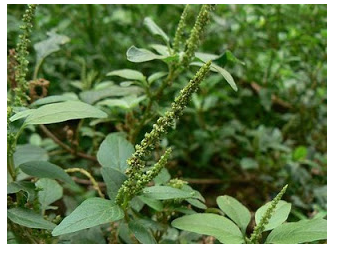 Fuentes saludables: Conociendo las virtudes del bledo