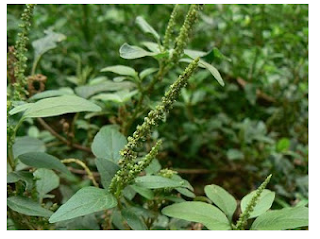 Fuentes saludables: Conociendo las virtudes del bledo