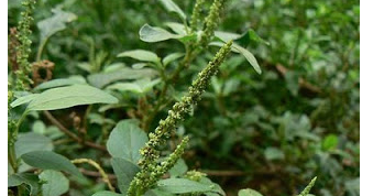 Fuentes saludables: Conociendo las virtudes del bledo