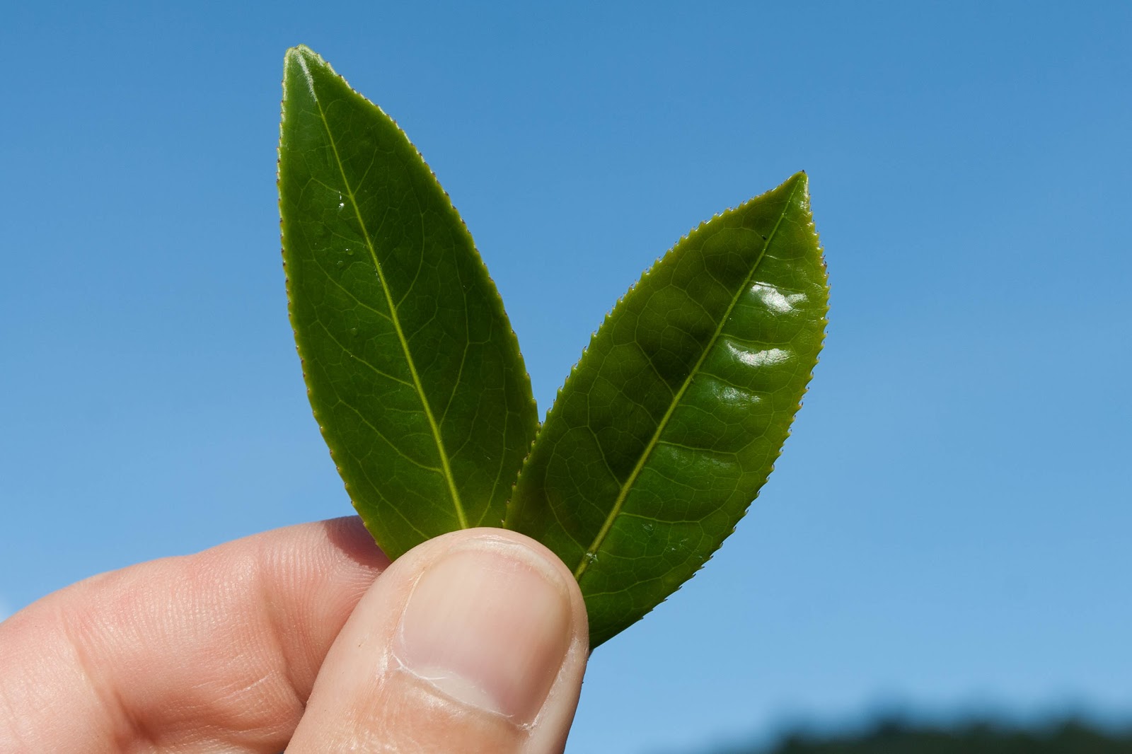 Teeblatt: Doi Angkhang