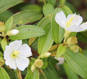 ALAM TUMBUHAN: KELUARGA SENDUDUK / SENDUDUKIA [Melastomataceae family ...