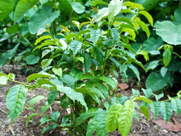 Medicinal plants of the Amazon Rainforest, Cat's claw, Dragon Blood and ...