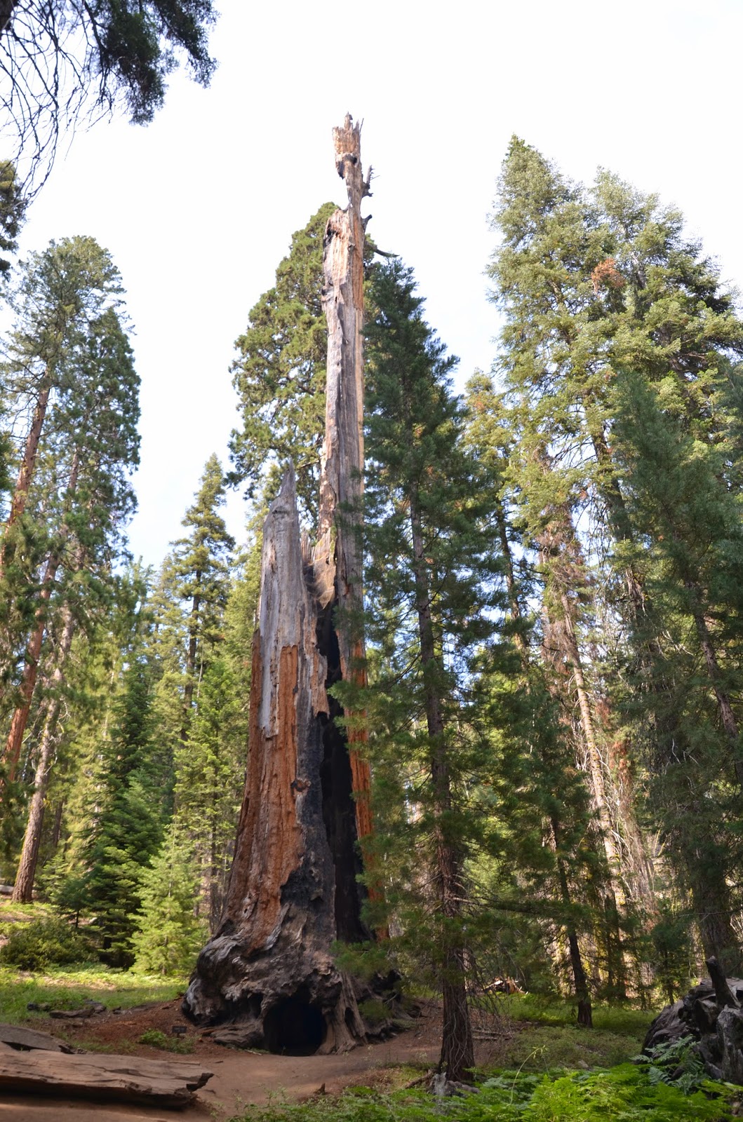 California 07.2013 - reisverslag: Dag 14 : Sequoia - Kings Canyon NP ...