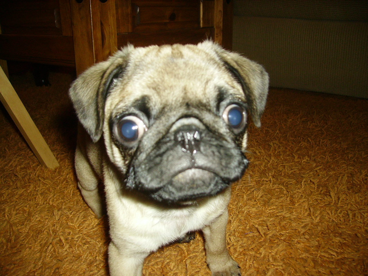 consejos y cuidados para tu pug