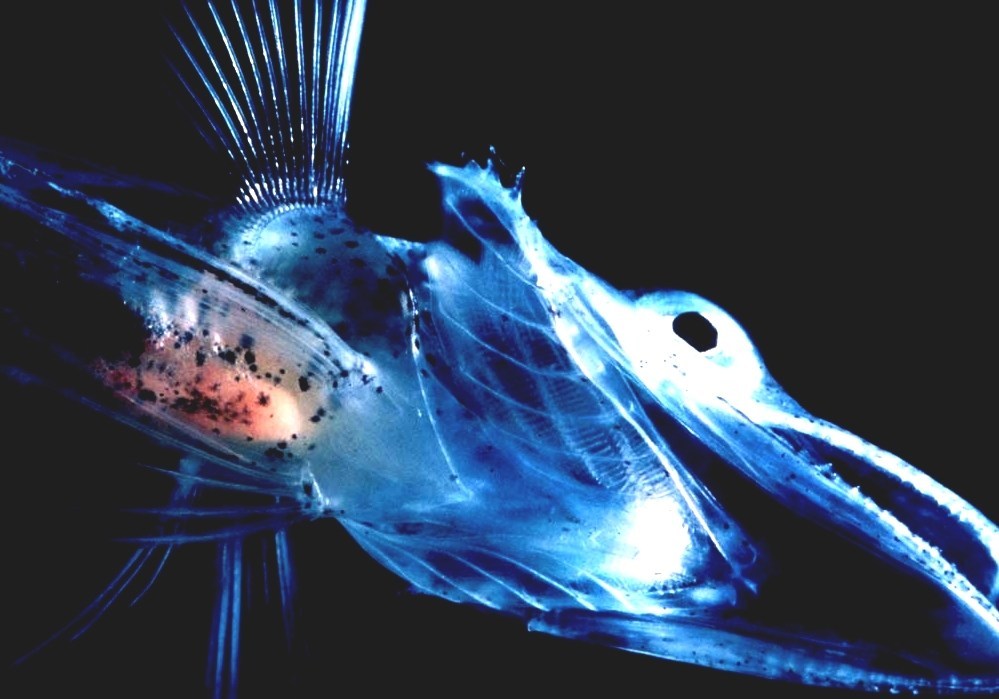 Notothenioidei - Antarctic Ice Fish