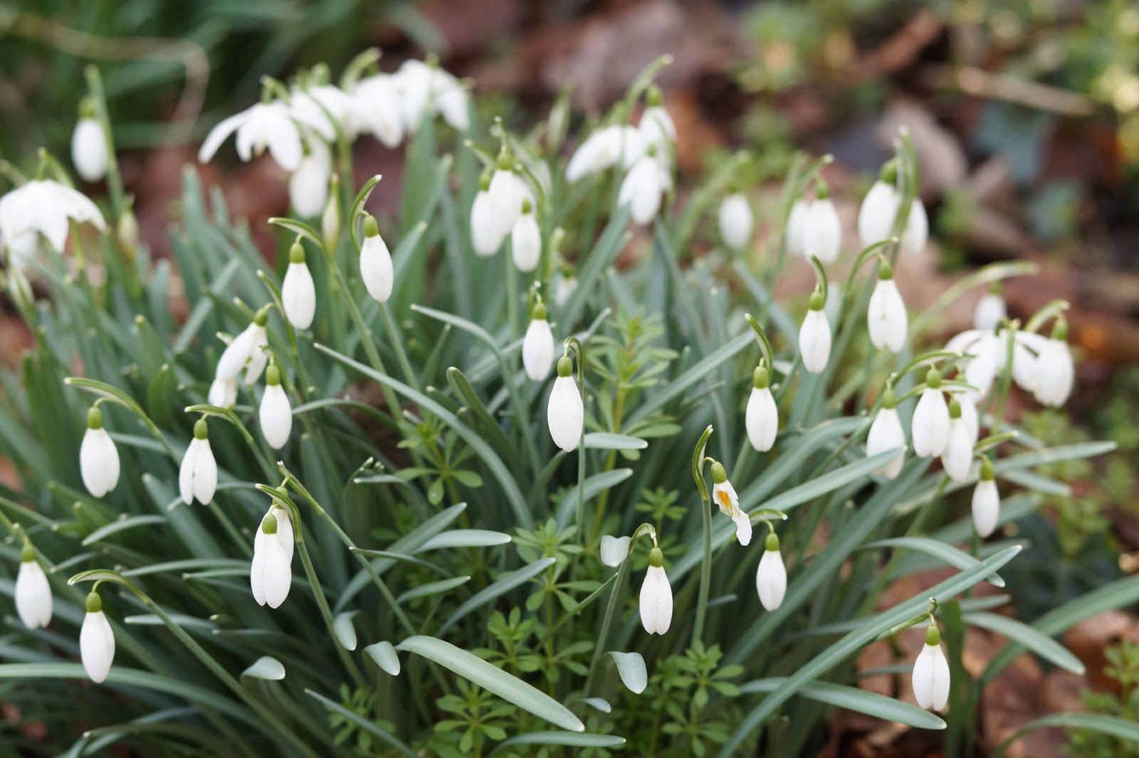 The appearance of snowdrops - Sophie in the Sticks