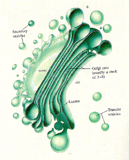 A Biologia da Célula: Complexo Golgiense