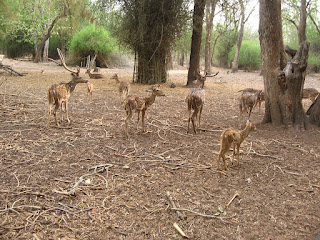 Coorg Nisargadhama Forest - Photographs