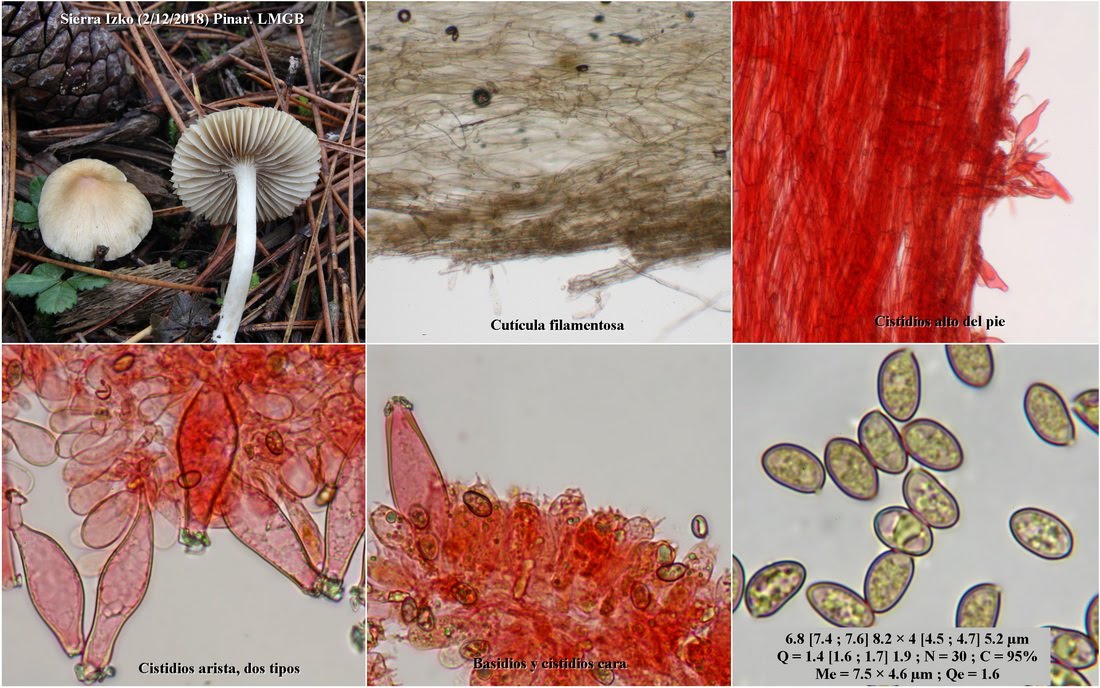 Guía de Setas y Hongos de Navarra.: Inocybe posterula (Britz)Sacc