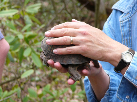 Julie Zickefoose on Blogspot: New CD from The Rain Crows: "Dream of ...