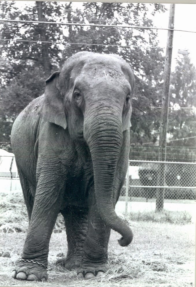 Chemung County Historical Society: Elephants in Elmira