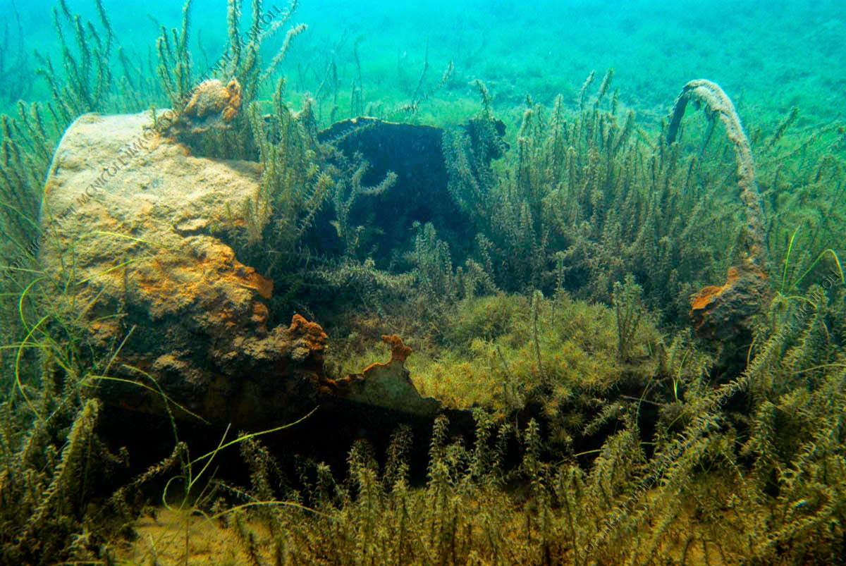 Freshwater Fish Photographs: Scenery