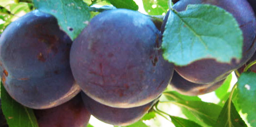 The Existential Gardener: Plum Salsa