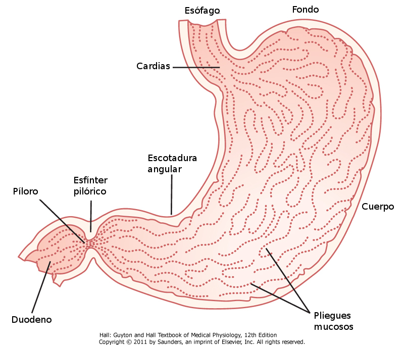 Anatomía y fisiología humana