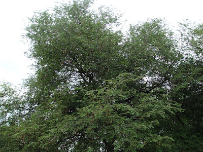 Natural, Scientific and Medical Wonders: Sweetish sour wonder in ...