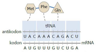 LEARN ABOUT SCIENCE ^_^: Sintesis Protein